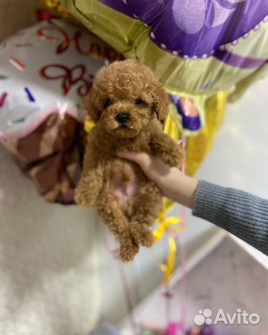 Мальтипу кукляшная мордочка baby fase korea