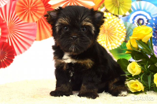 Цветной йорк, девочка, мелкий стандарт