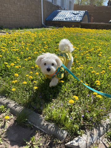 Мальтийская болонка вязка мальчик