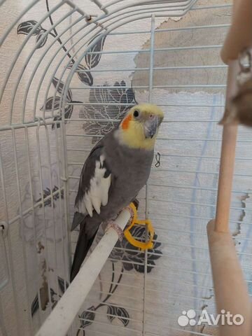 Попугай корелла