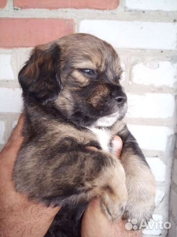 Щенок кокер спаниель
