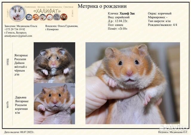 Сирийский хомяк из Питомника