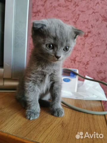 Шотландская вислоухая