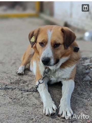 Собака Ричард