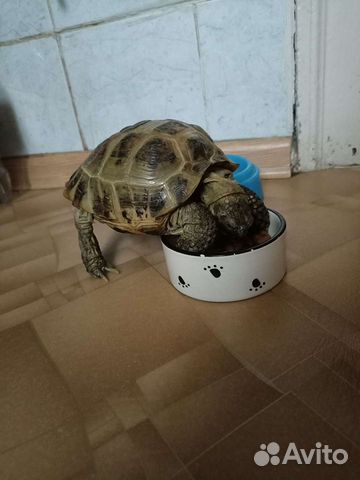 Черепаха сухопутная бесплатно