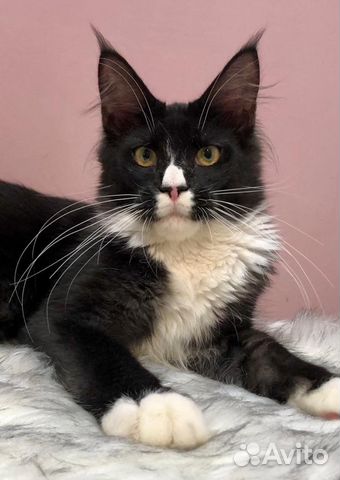 Котята мен-кун