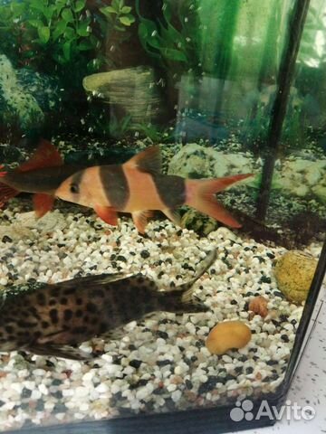 Отдам рыбок