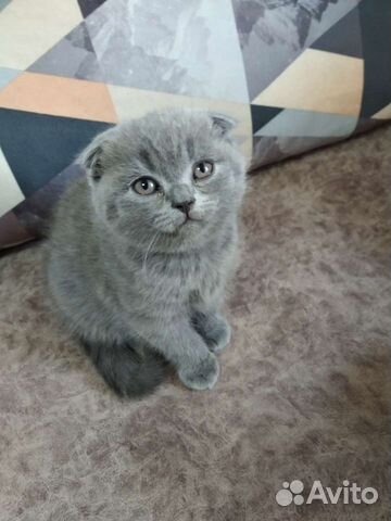 Шотландская вислоухая кошка
