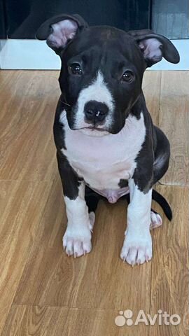 Стаффордширский терьер