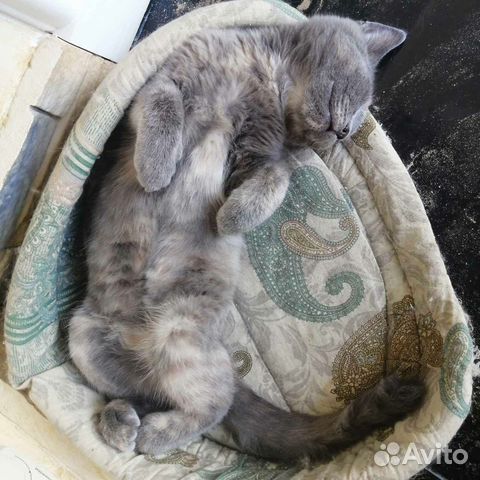 Британочка в добрые руки