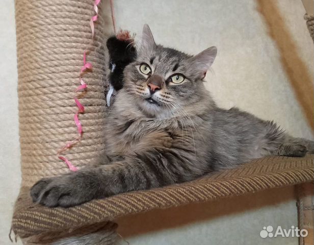 Котик в добрые руки