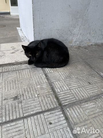 Котенок черный