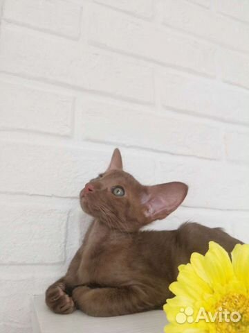 Ориентальный котенок