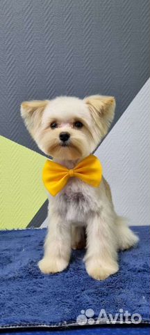 Мальтипу(Помапу)