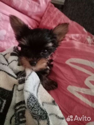 Йоркширский терьер шенок