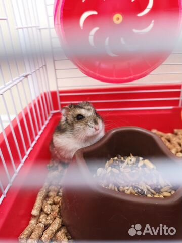 Джунгарские хомячки. Хомяки