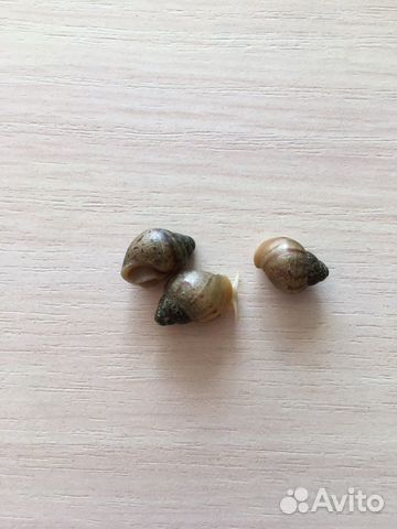 Улитки ахатины