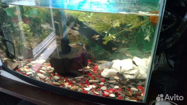 Аквариум