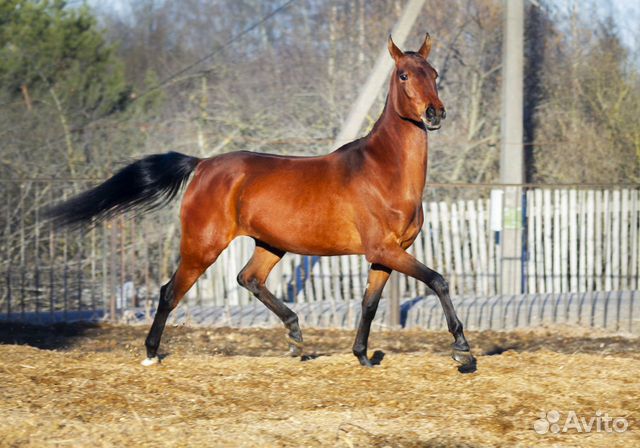 Ахалтекинская кобыла