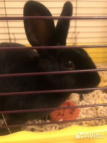 Отдам крольчишку в добрые руки