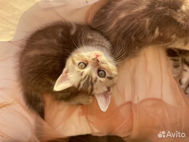 Шотландские котята мраморные шоколад