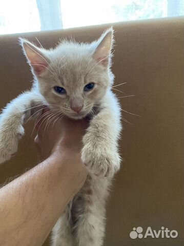 Котенок персиковый бесплатно
