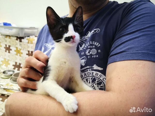 Котенок Майя ищет дом