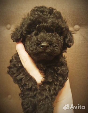 Ми-Ми-Мишки