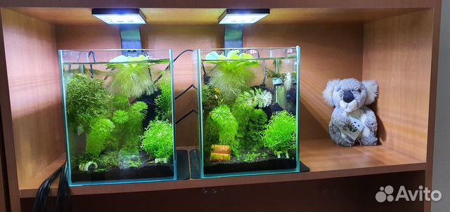 Два аквариума Aquael с креветками Желтый неон