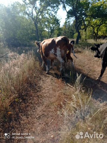 Продются коровы дойные стельные 2 шт отел декабрь