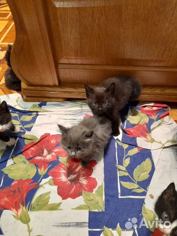 Котята 1,5 месяца