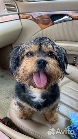 Найдена собака