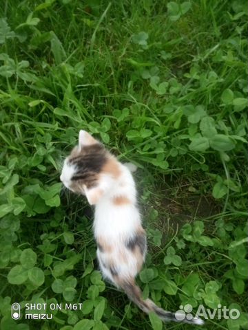 Котята