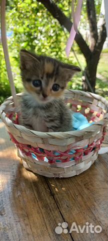 Очаровательные котята в дар