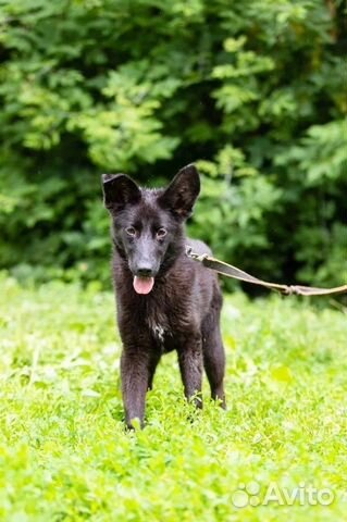 Славная юная Рада ищет дом и семью