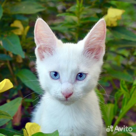 Котёнок мальчик Айси