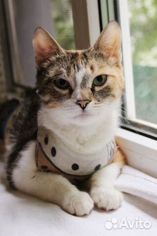 Кошечка Эльза ищет дом