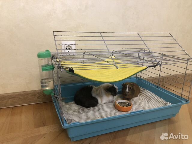 Морские свинки с клеткой и пр