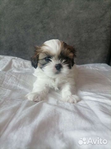 Щенки ши-тцу