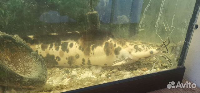 Сом Клариас