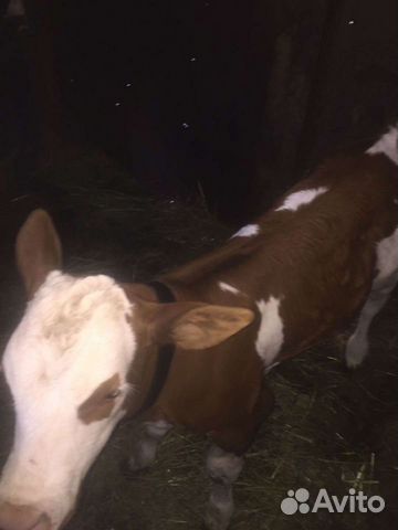 Две телочки