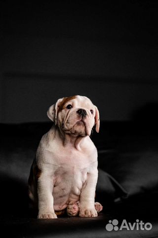 Англичанка