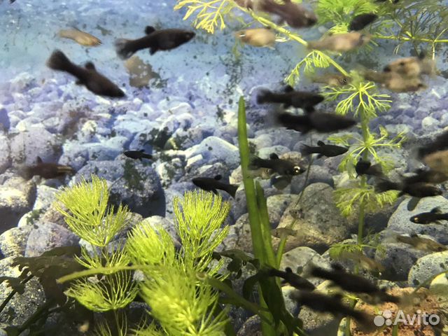 Малыши молинезии