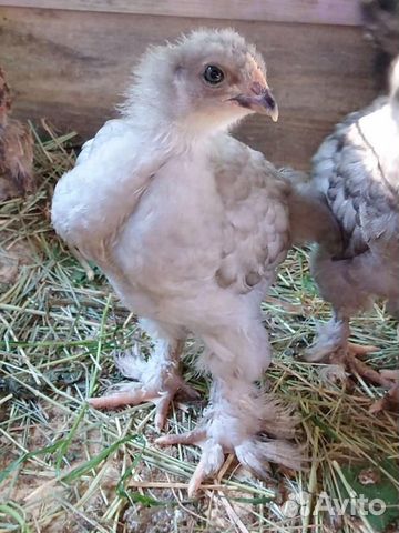 Цыпленок брама