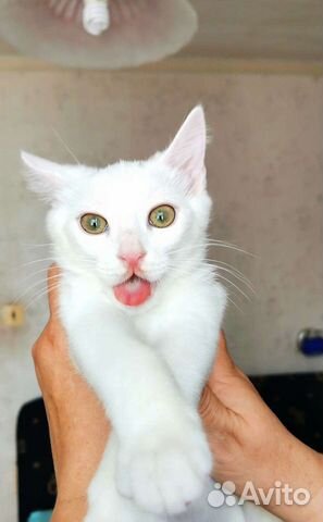 Котенок мальчик Вилли