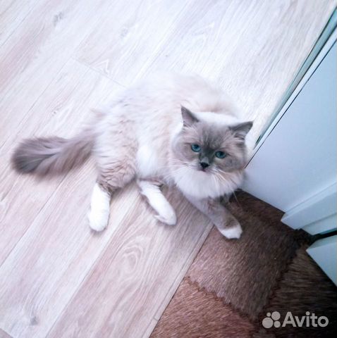 Котята рэгдолл маленькие
