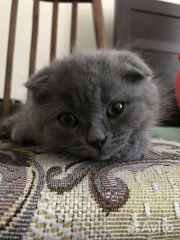 Серый вислоушка