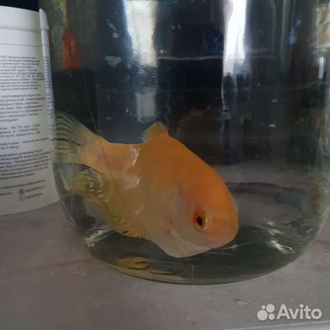 Аквариумные рыбки