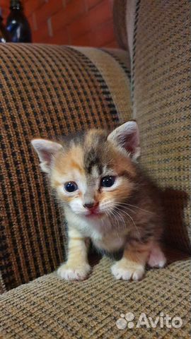 Красивые котята в добрые руки в семью