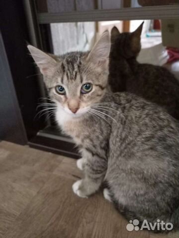 Котята в добрые руки бесплатно